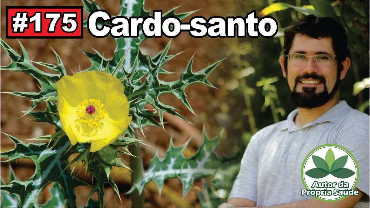 Cardo santo: 7 beneficios sorprendentes para tu salud